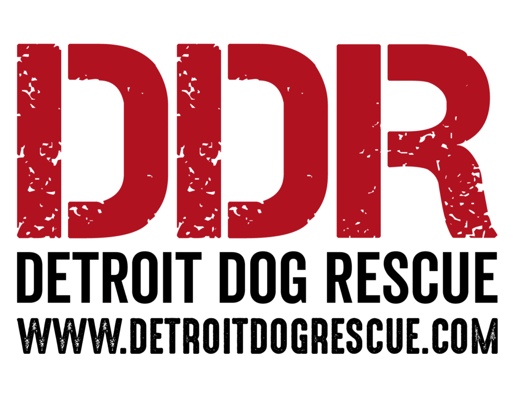 Caring for the Canines: Why We Support Detroit Dog Rescue